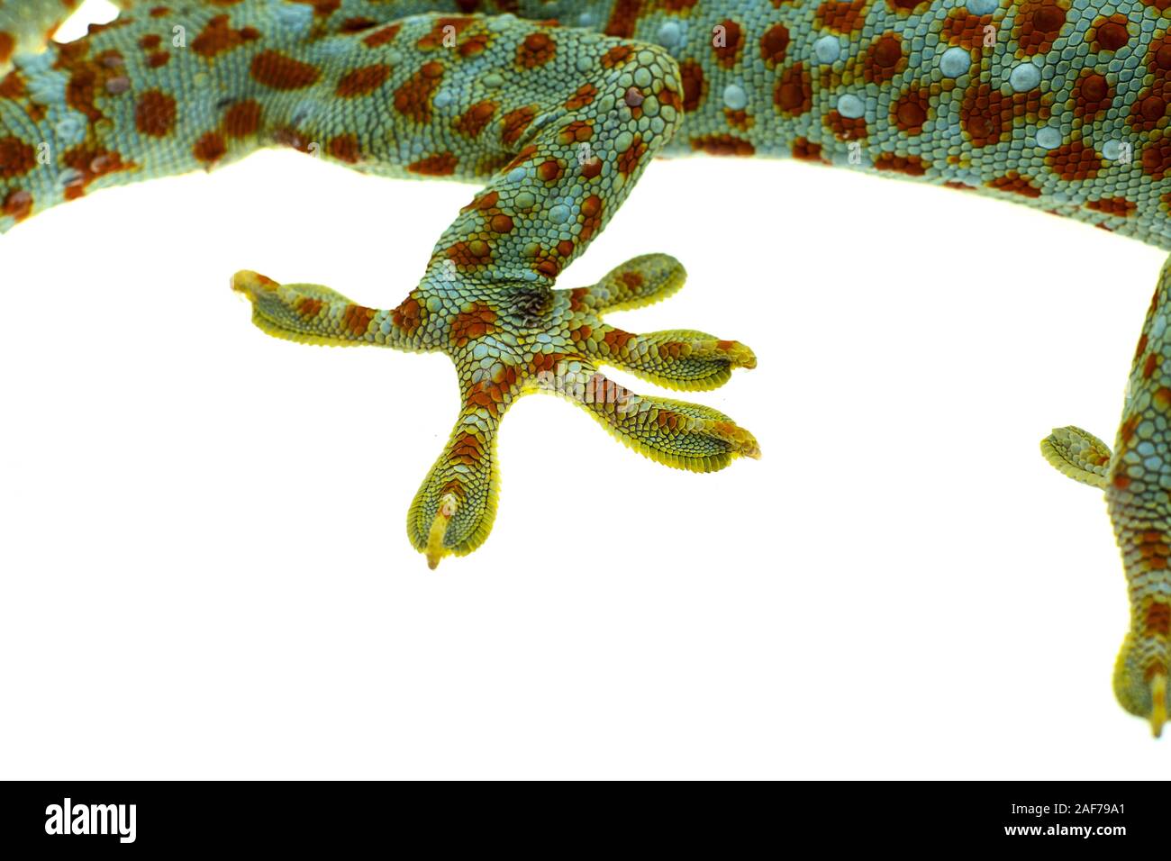 Geckos leg hi-res stock photography and images - Alamy