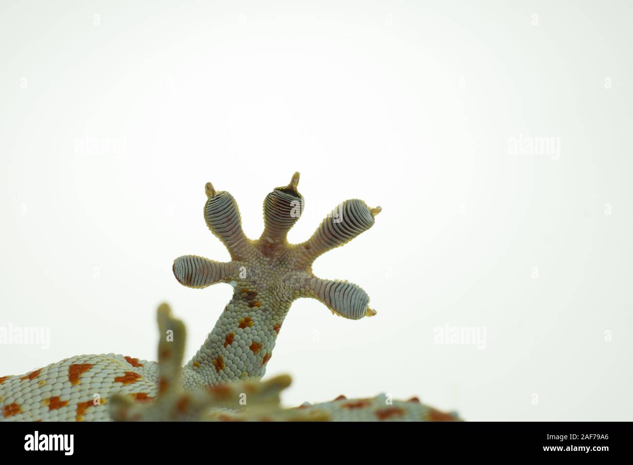 Geckos leg hi-res stock photography and images - Alamy