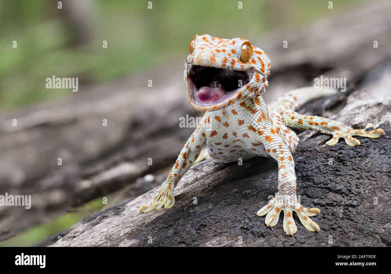 Tokay Gecko High Resolution Stock Photography and Images - Alamy