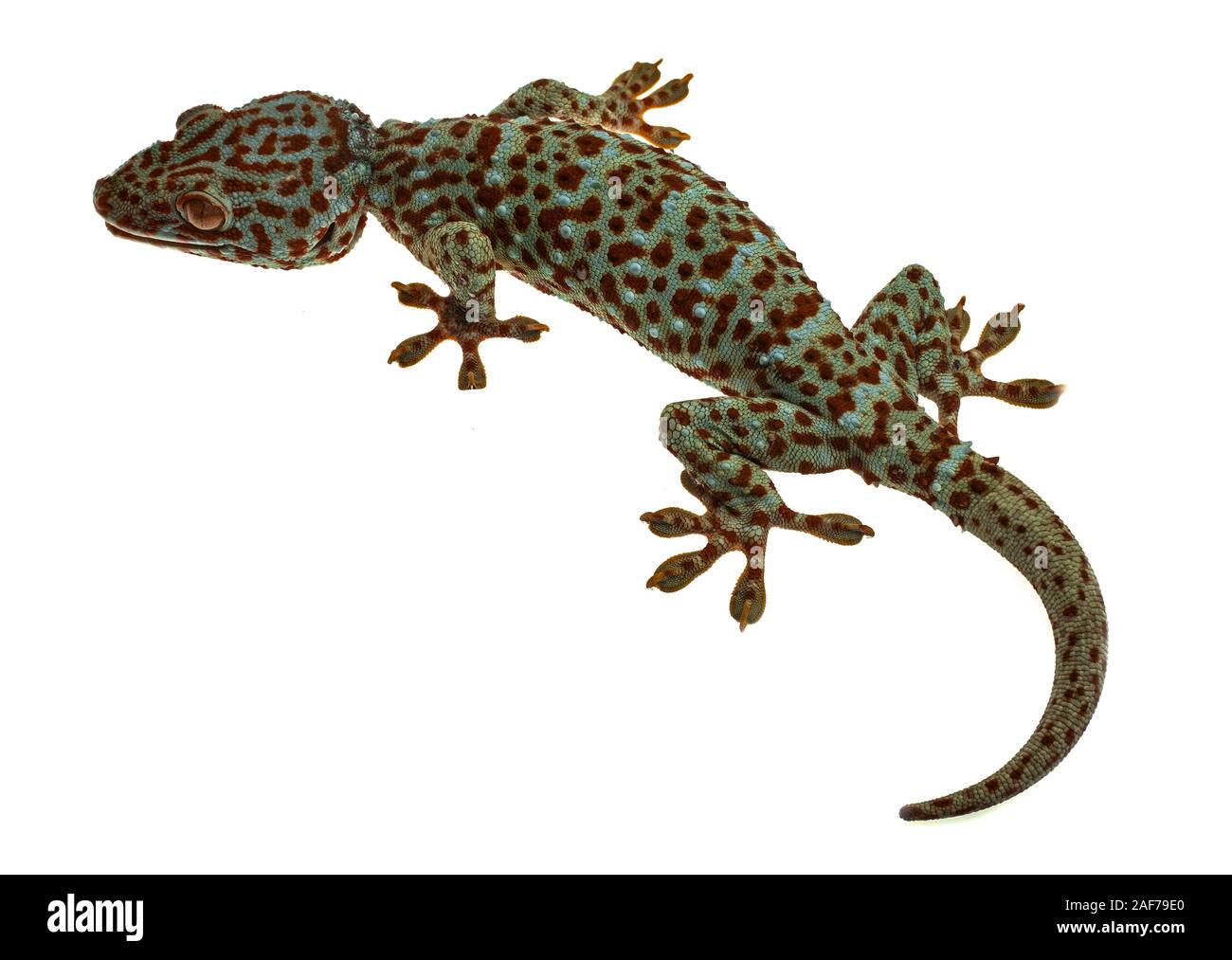 Gekko gecko Cut Out Stock Images & Pictures - Alamy