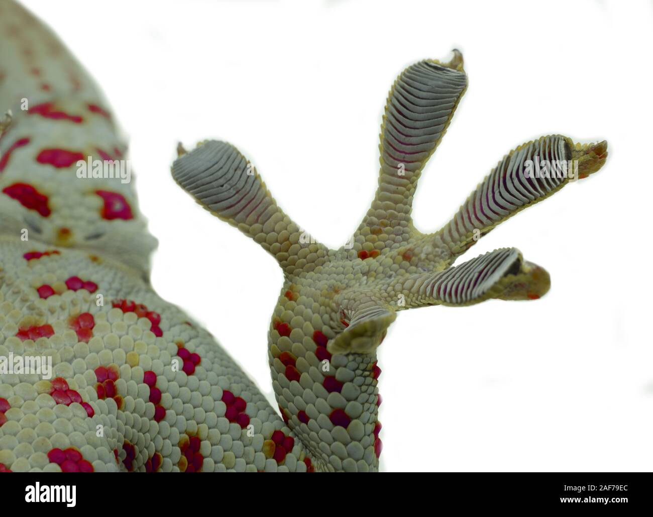 Close up Gecko leg and fingers on white background Stock Photo - Alamy