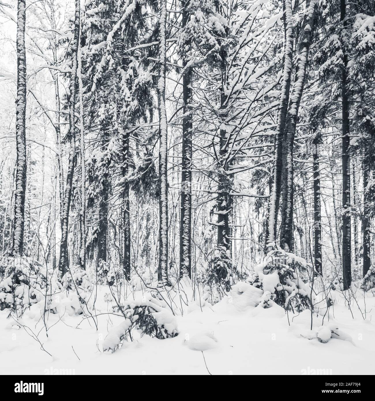 Square nature environment hi-res stock photography and images - Alamy