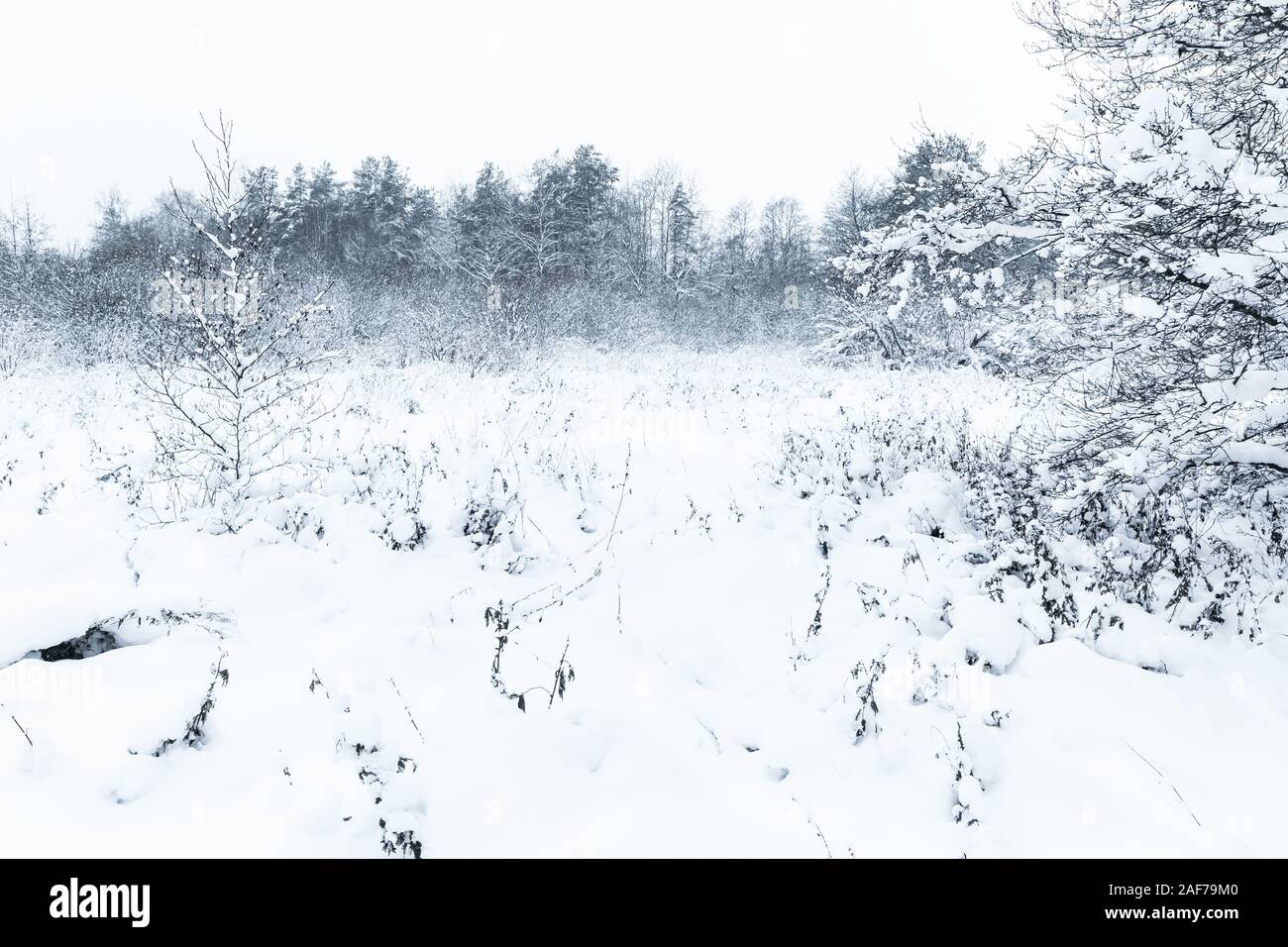 Winter landscape with snowy clearing in a forest. Natural background ...