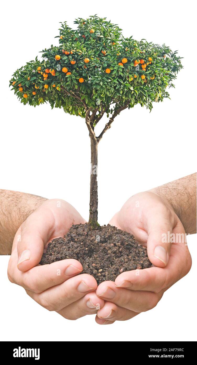 citrus tree in hands Stock Photo - Alamy