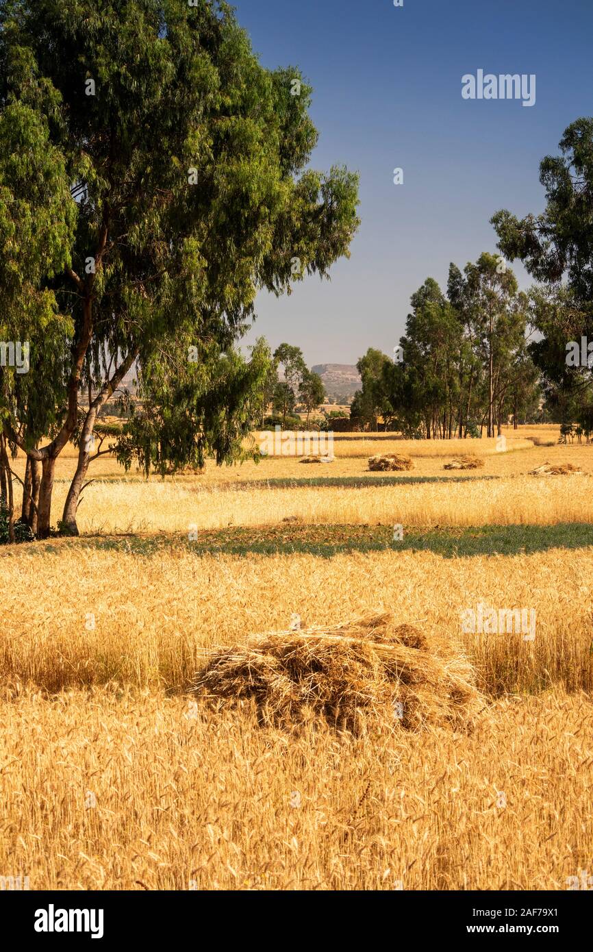 Barley farming africa hi-res stock photography and images - Alamy