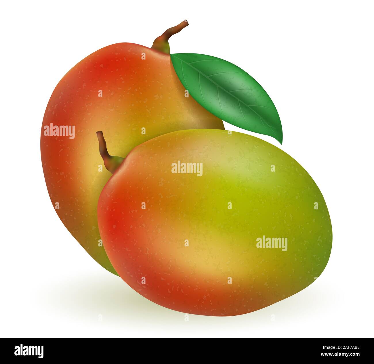 mango fresh ripe exotic fruit vector illustration isolated on white ...