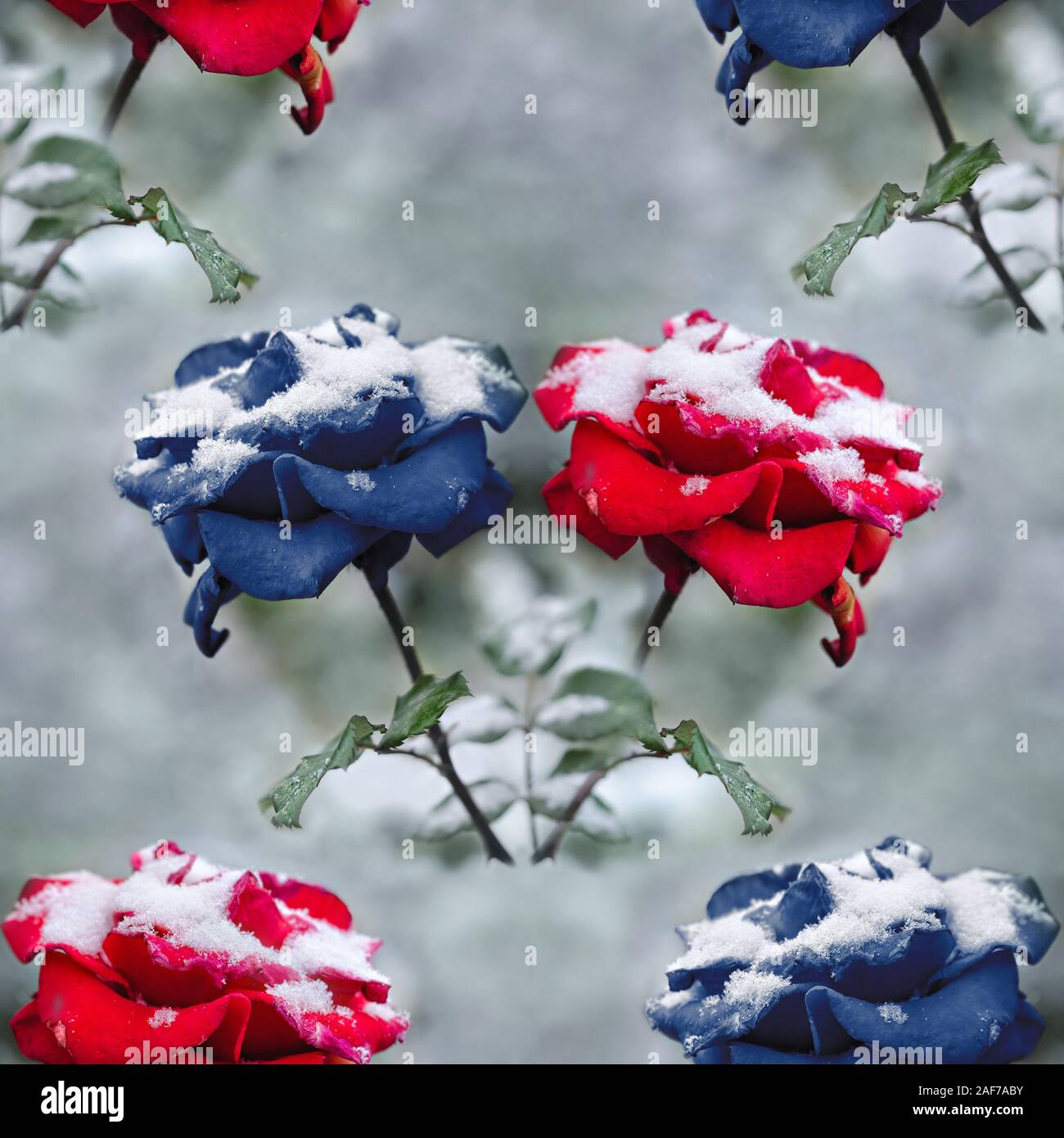 Red roses in the snow hi-res stock photography and images - Alamy