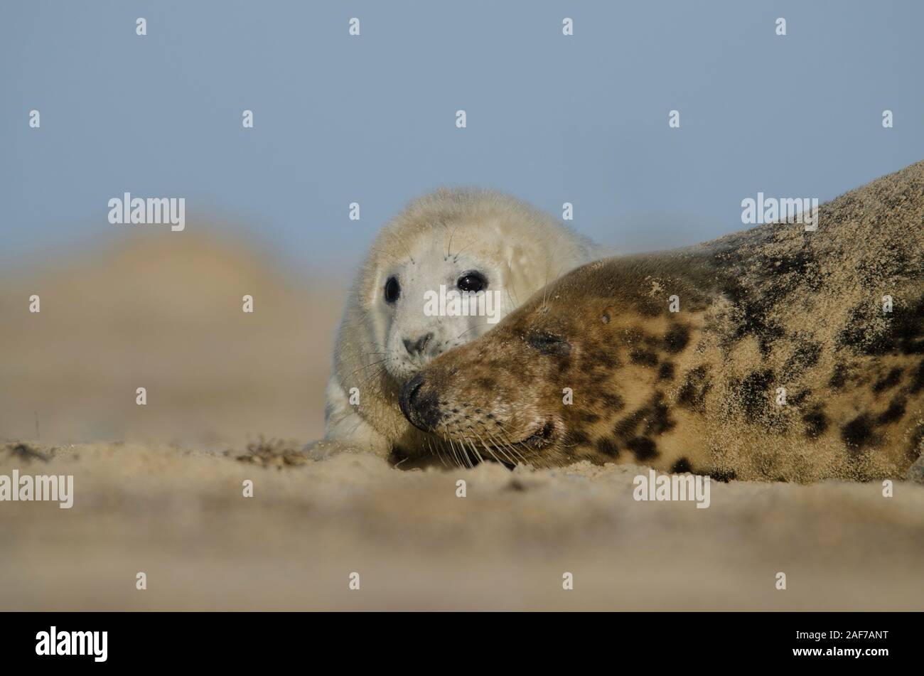 Grey Seals at Winterton on sea beach Stock Photo - Alamy