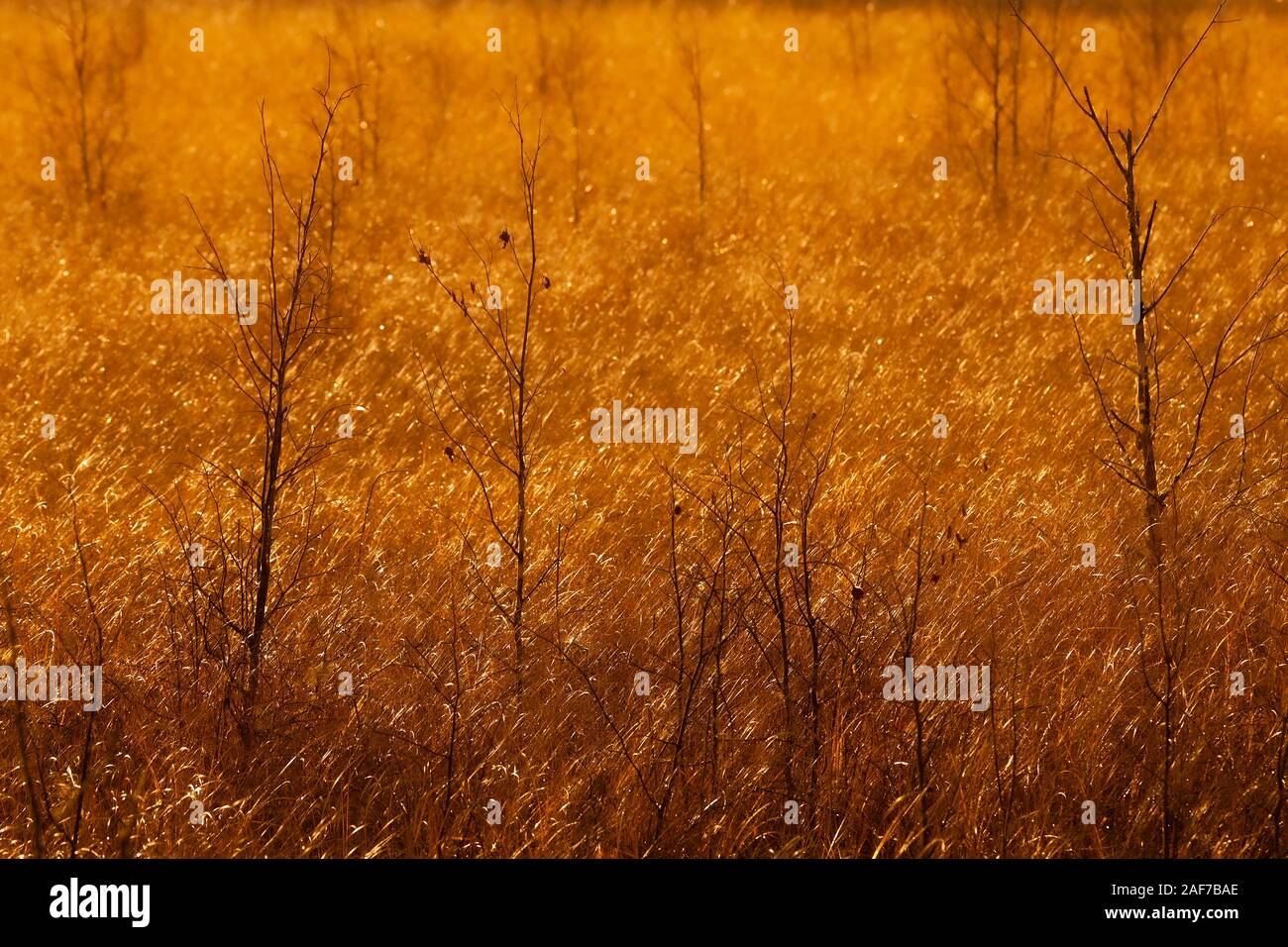 Grasses backlit hi-res stock photography and images - Alamy