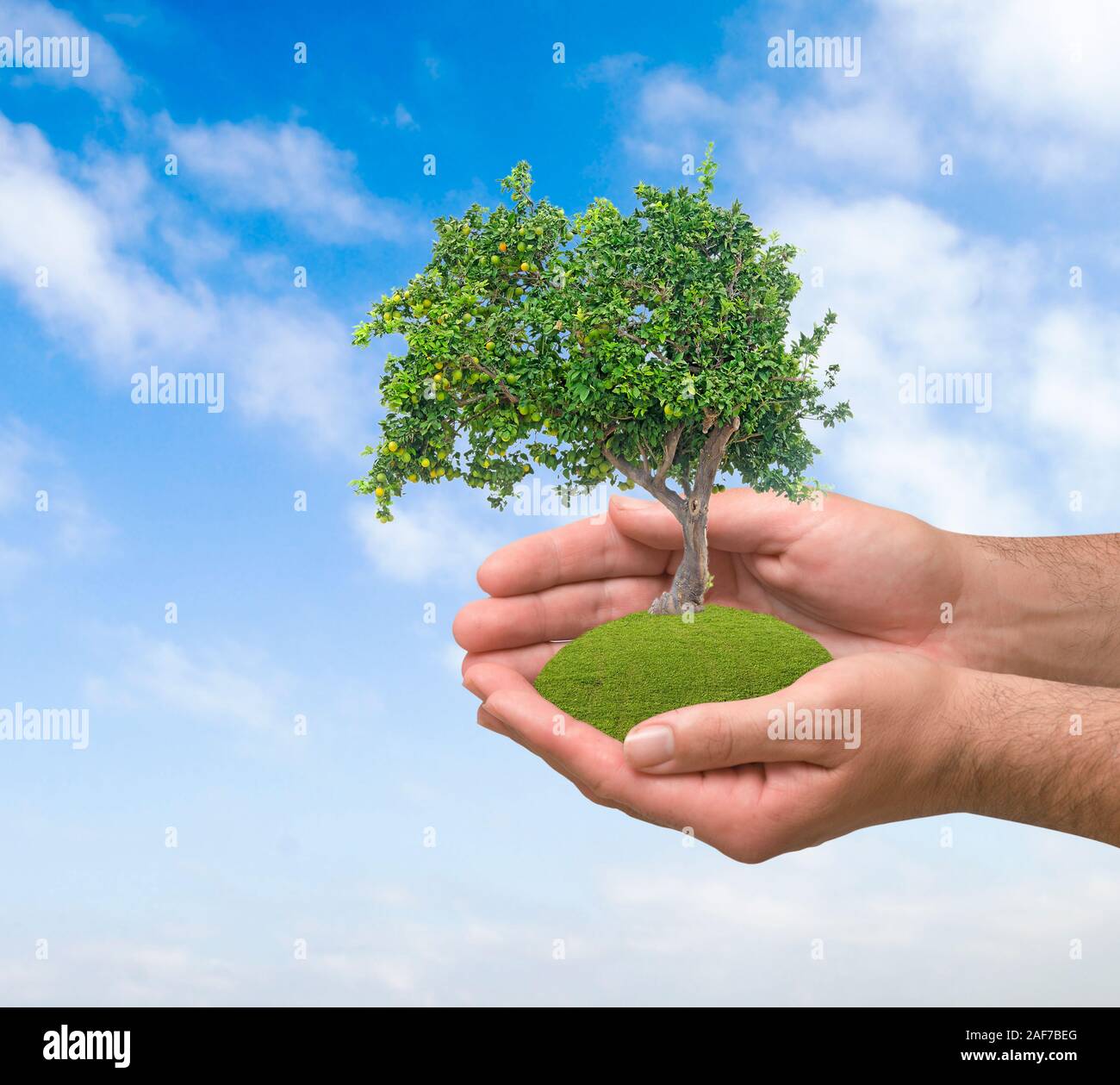 Orange tree in hands Stock Photo - Alamy