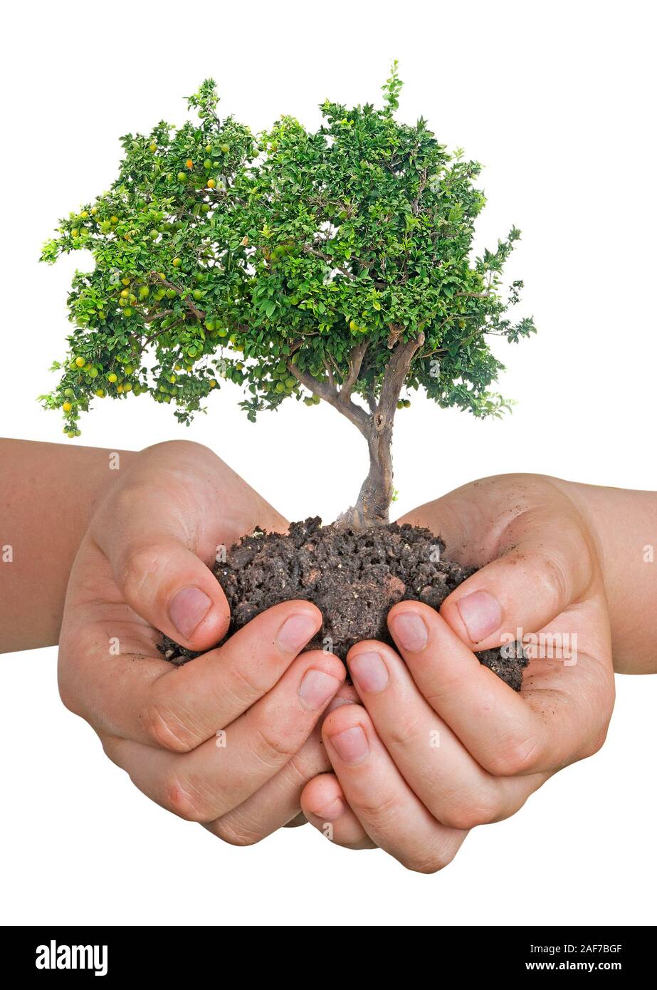 Orange tree in hands Stock Photo - Alamy