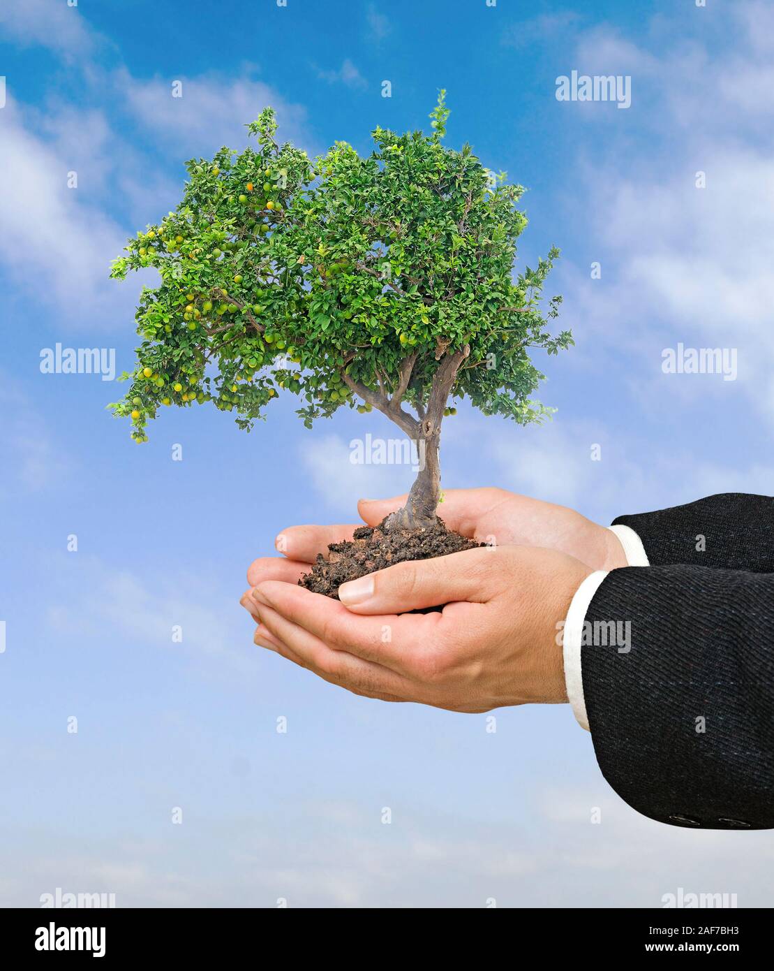 Orange tree in hands Stock Photo - Alamy