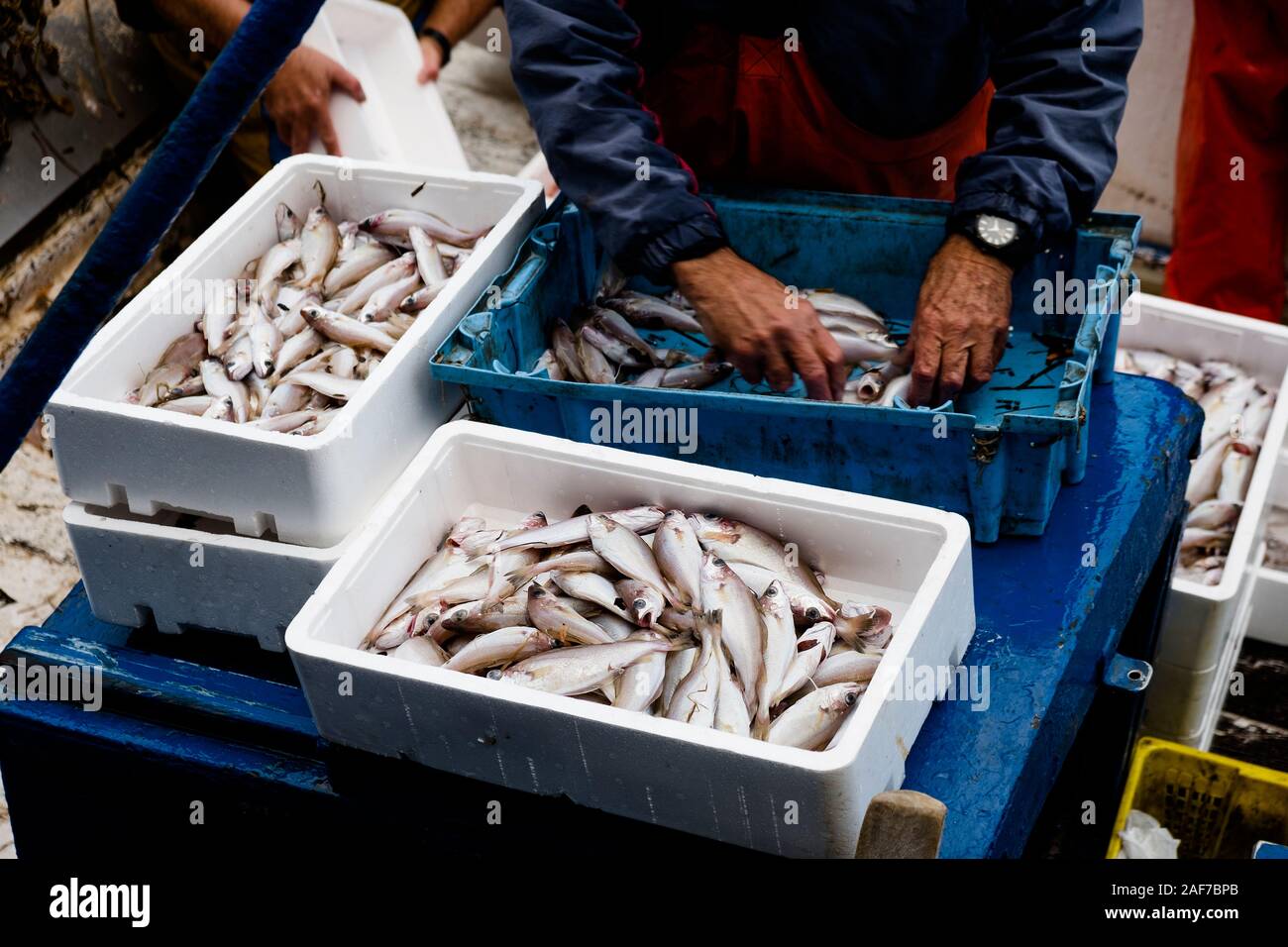 closeup of a fisherman on board sorting the fish freshly fished as his ...