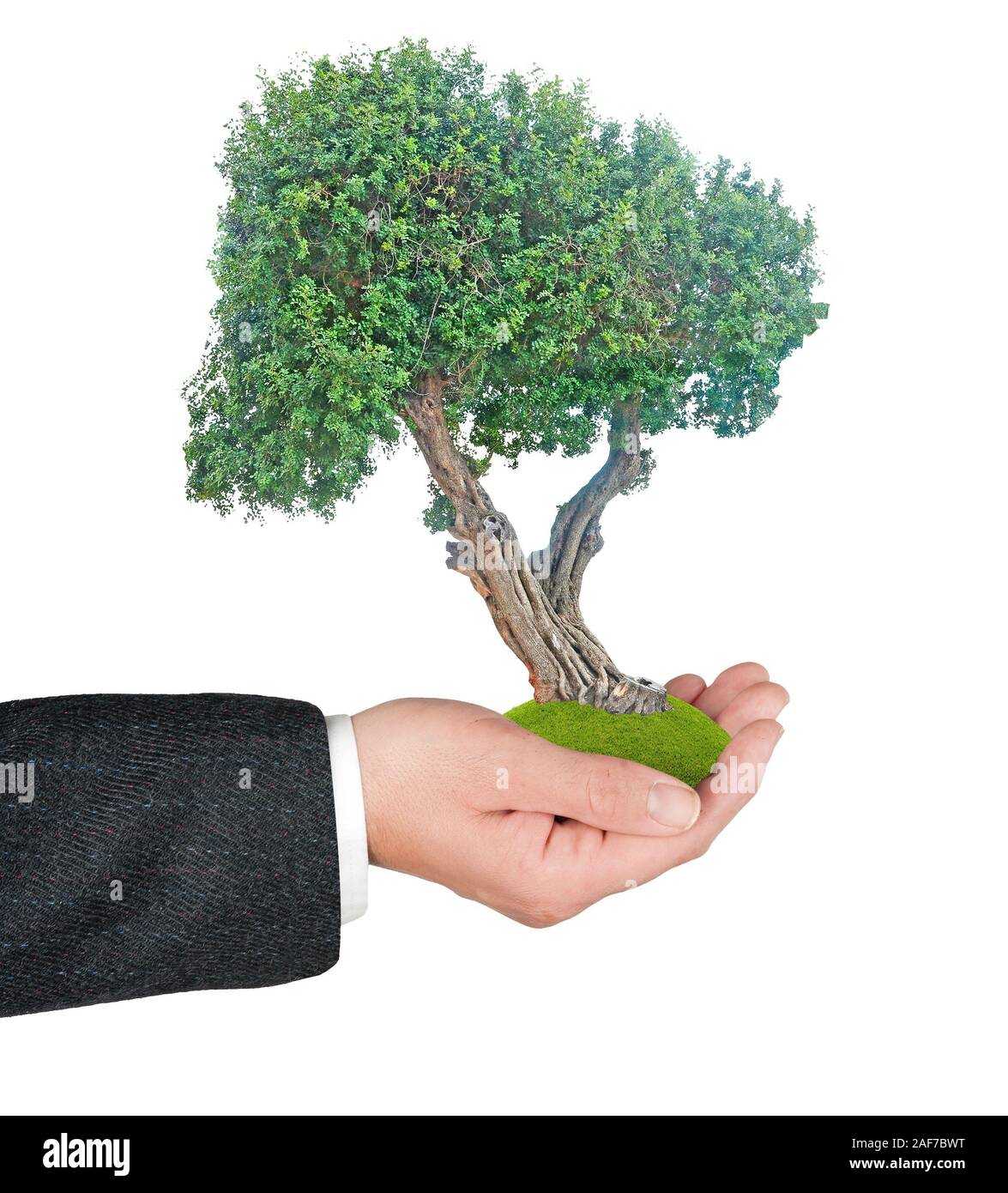 tree in hand Stock Photo - Alamy