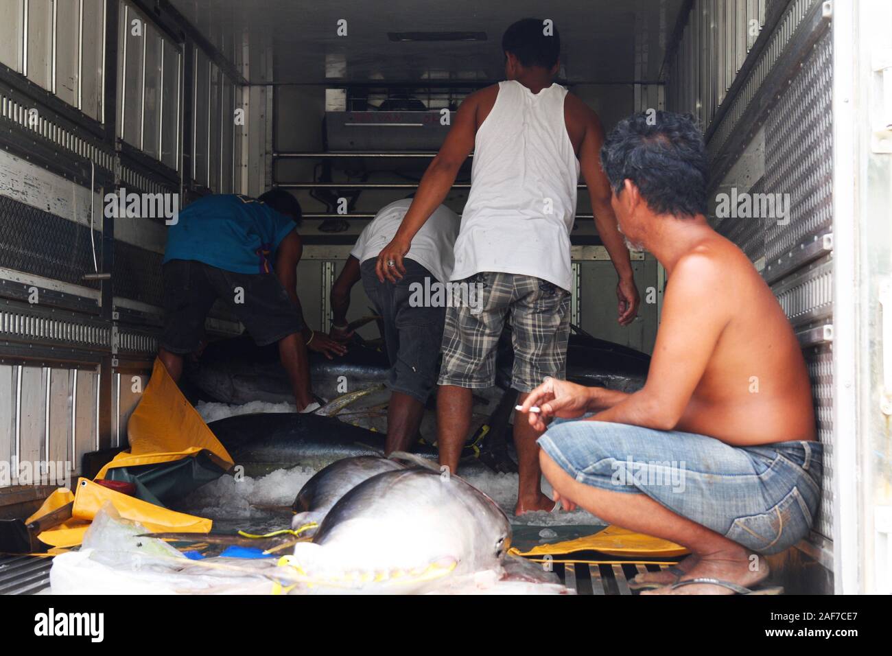 Freshly landed Yellowfin tuna being loaded on trucks for its delivery ...