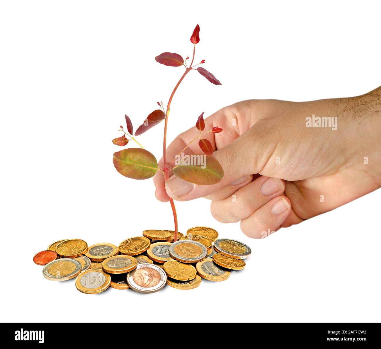 Planting a sapling Stock Photo - Alamy