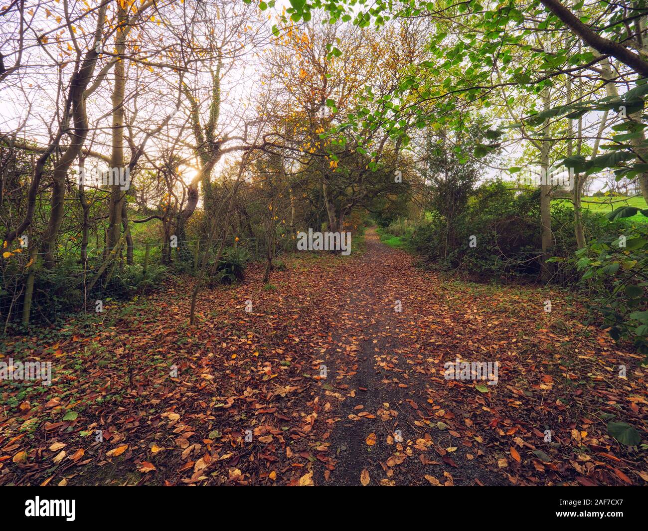 Fall foliage ireland hi-res stock photography and images - Alamy