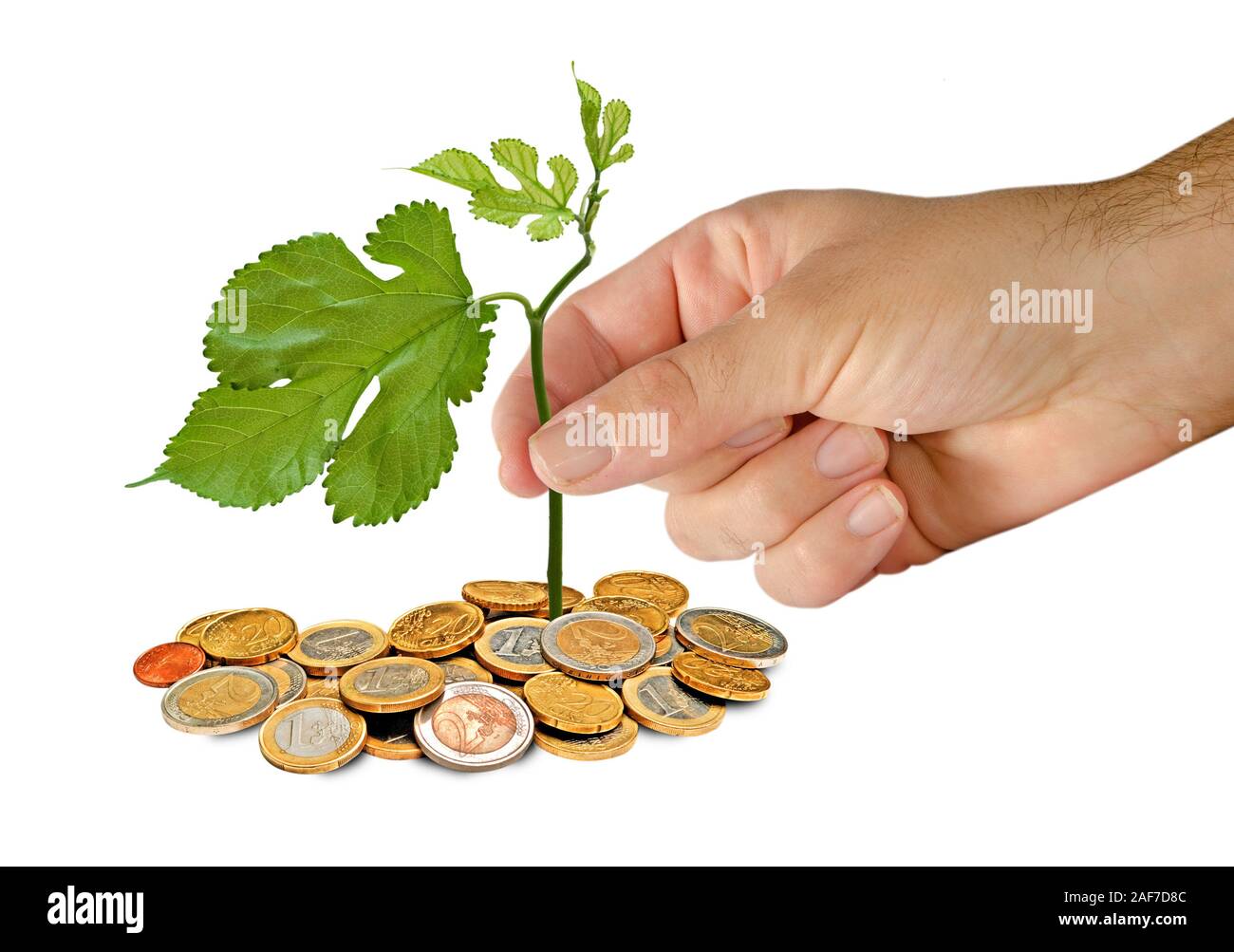 Planting a sapling Stock Photo - Alamy