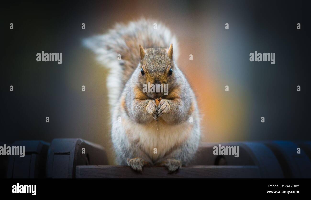 Squirrel eating nuts Stock Photo - Alamy