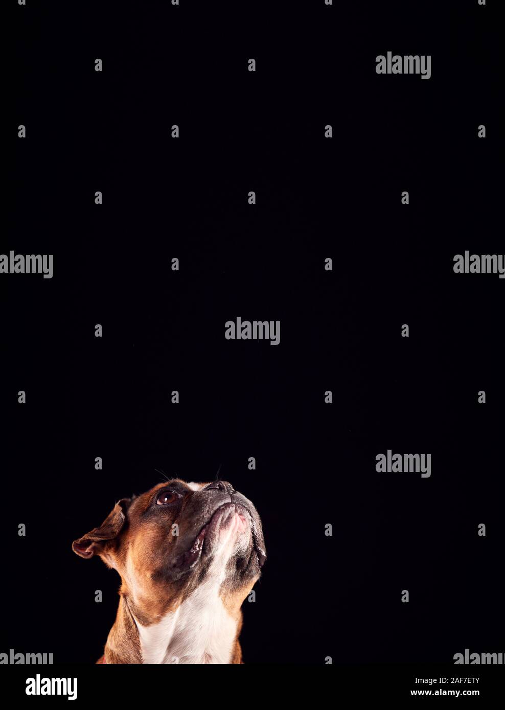 Studio Portrait Of Bulldog Puppy Looking Up Against Black Background ...