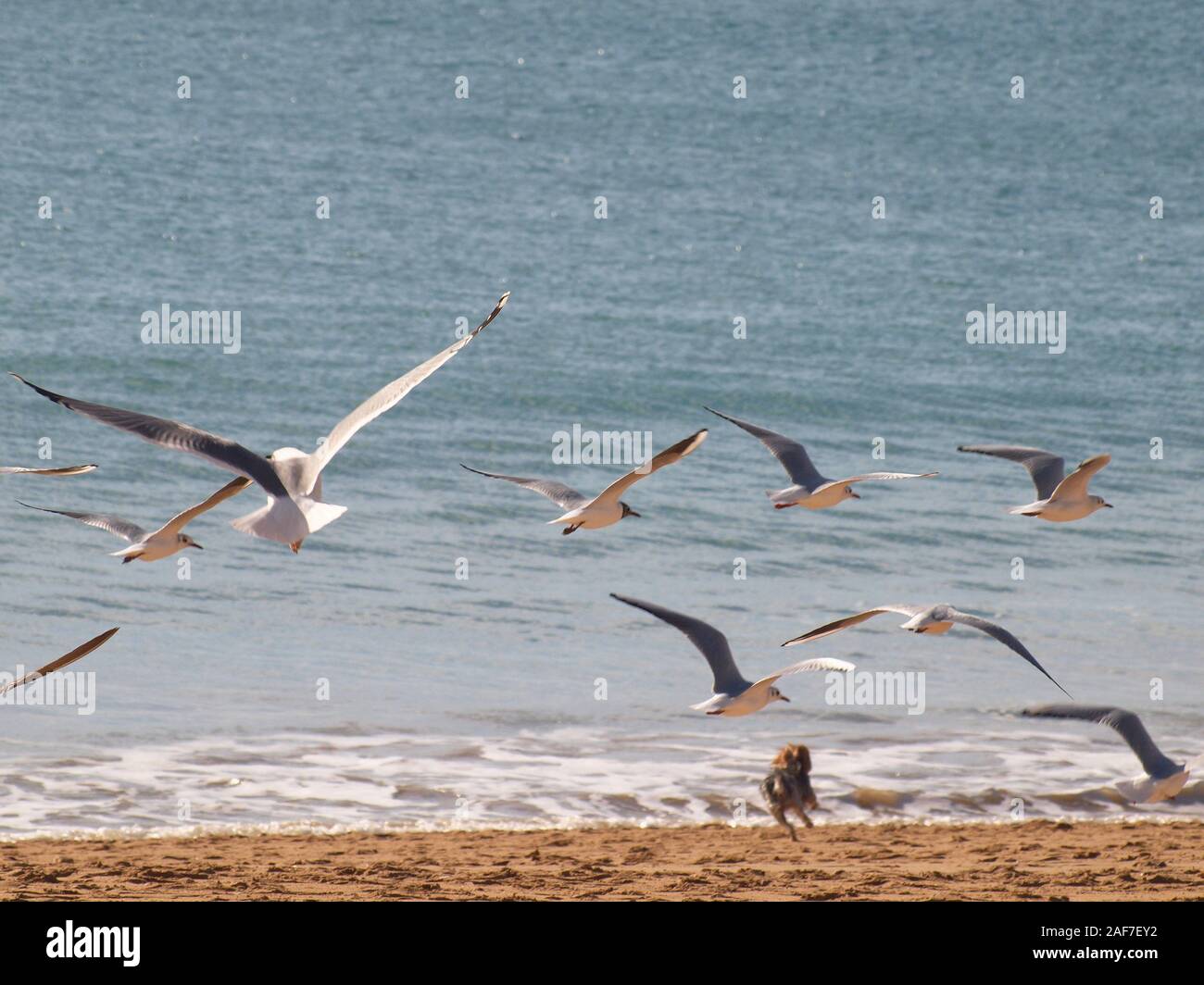 Swarm of seagulls hi-res stock photography and images - Alamy