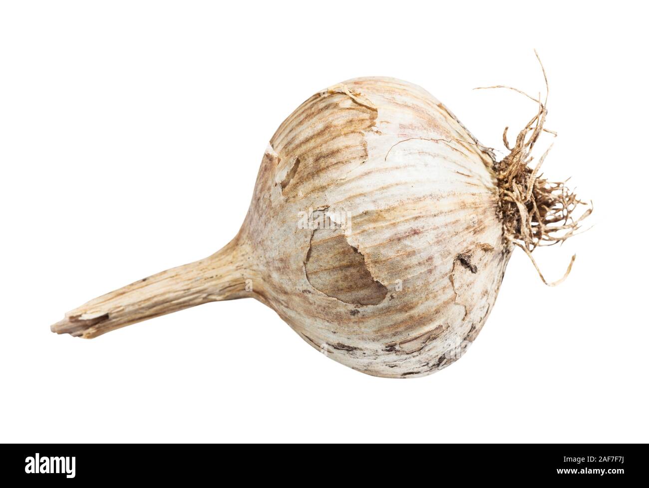 side view of unpeeled bulb of chinese Solo garlic isolated on white ...