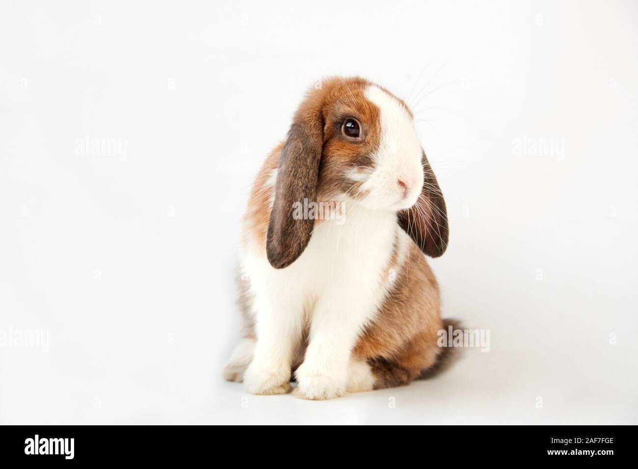 Studio Portrait Of Two Miniature Black And White Flop Eared Rabbits On ...
