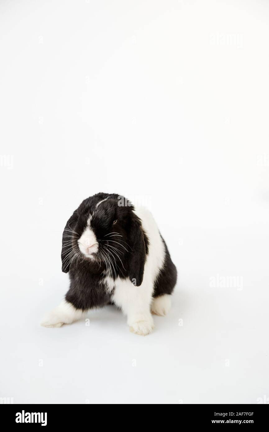 Studio Portrait Of Miniature Black And White Flop Eared Rabbit Sitting ...