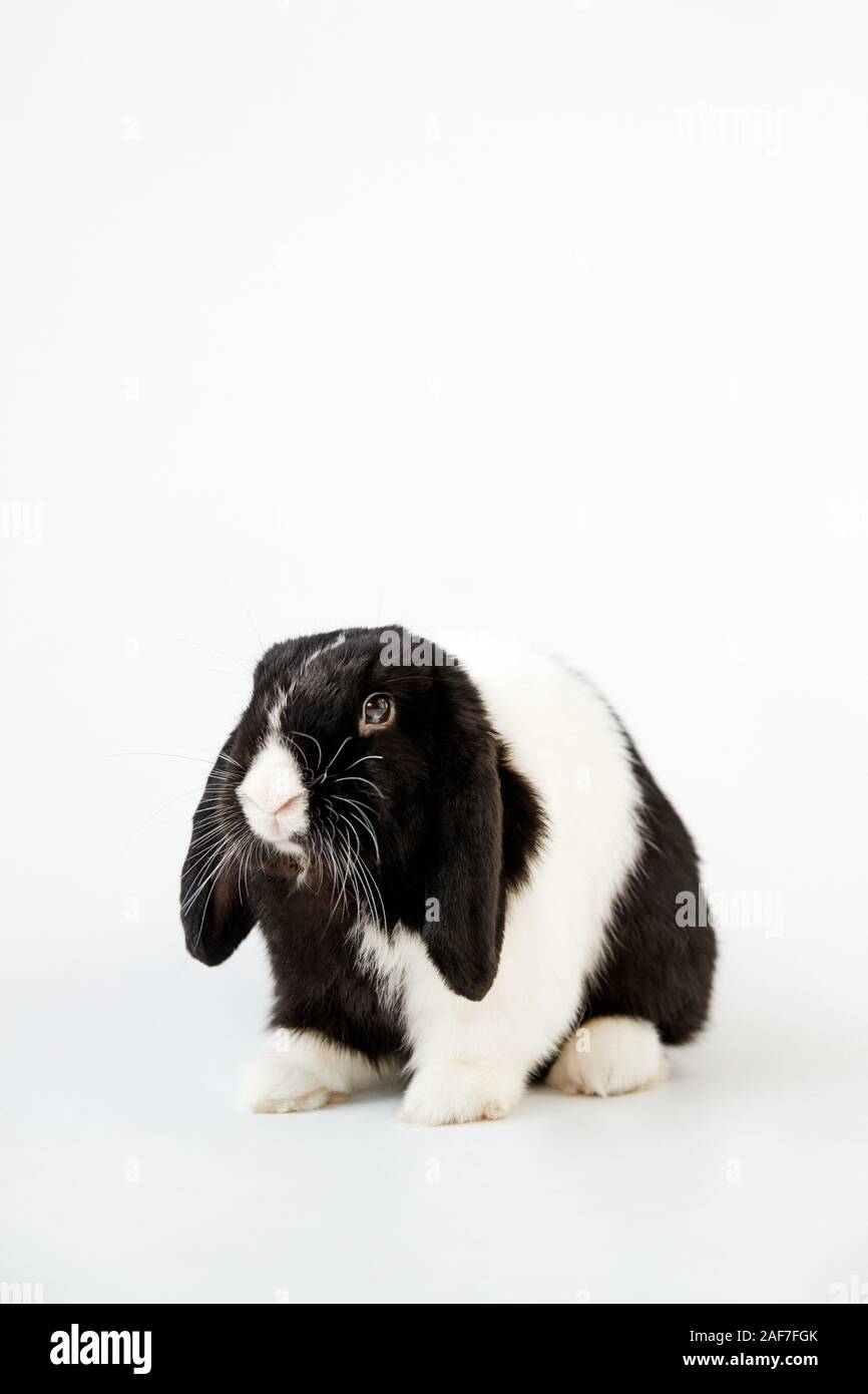 Studio Portrait Of Miniature Black And White Flop Eared Rabbit Sitting ...