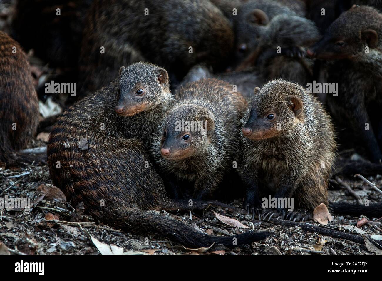 Mungos mungo group hi-res stock photography and images - Alamy