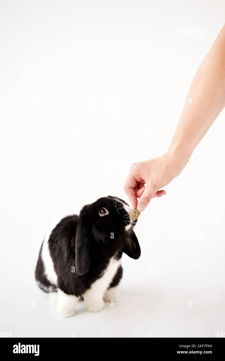 Hand Feeding Miniature Black And White Flop Eared Rabbit With Treat ...