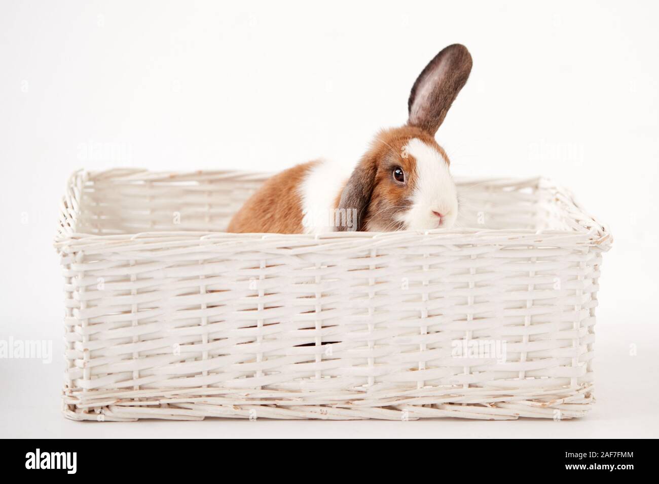 Rabbit bunny flop hi-res stock photography and images - Alamy