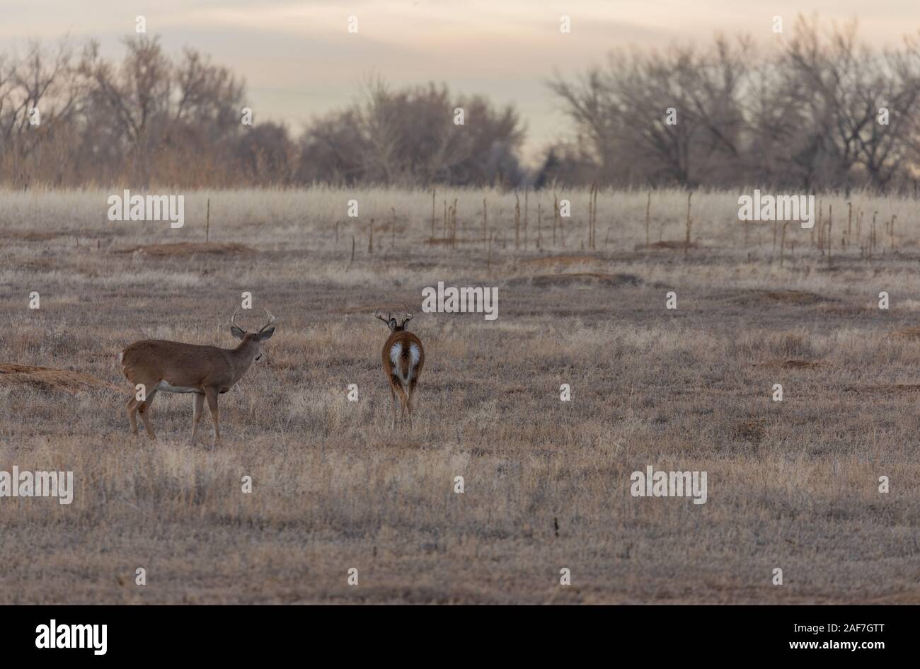 Whitetail Deer Bucks During the Fall Rut Stock Photo - Alamy