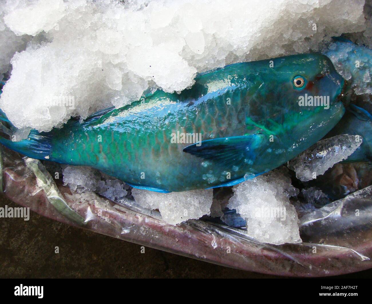 Freshly caught Parrotfish in a fish stall in Mindoro island ...