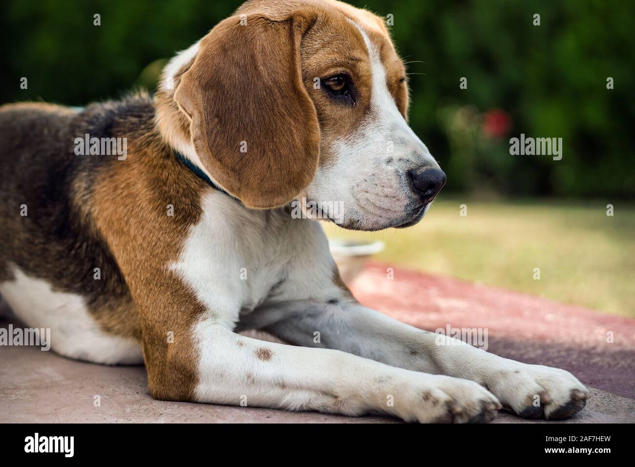 Beautiful portrait of an adorable beagle dog sitting outdoor Stock ...