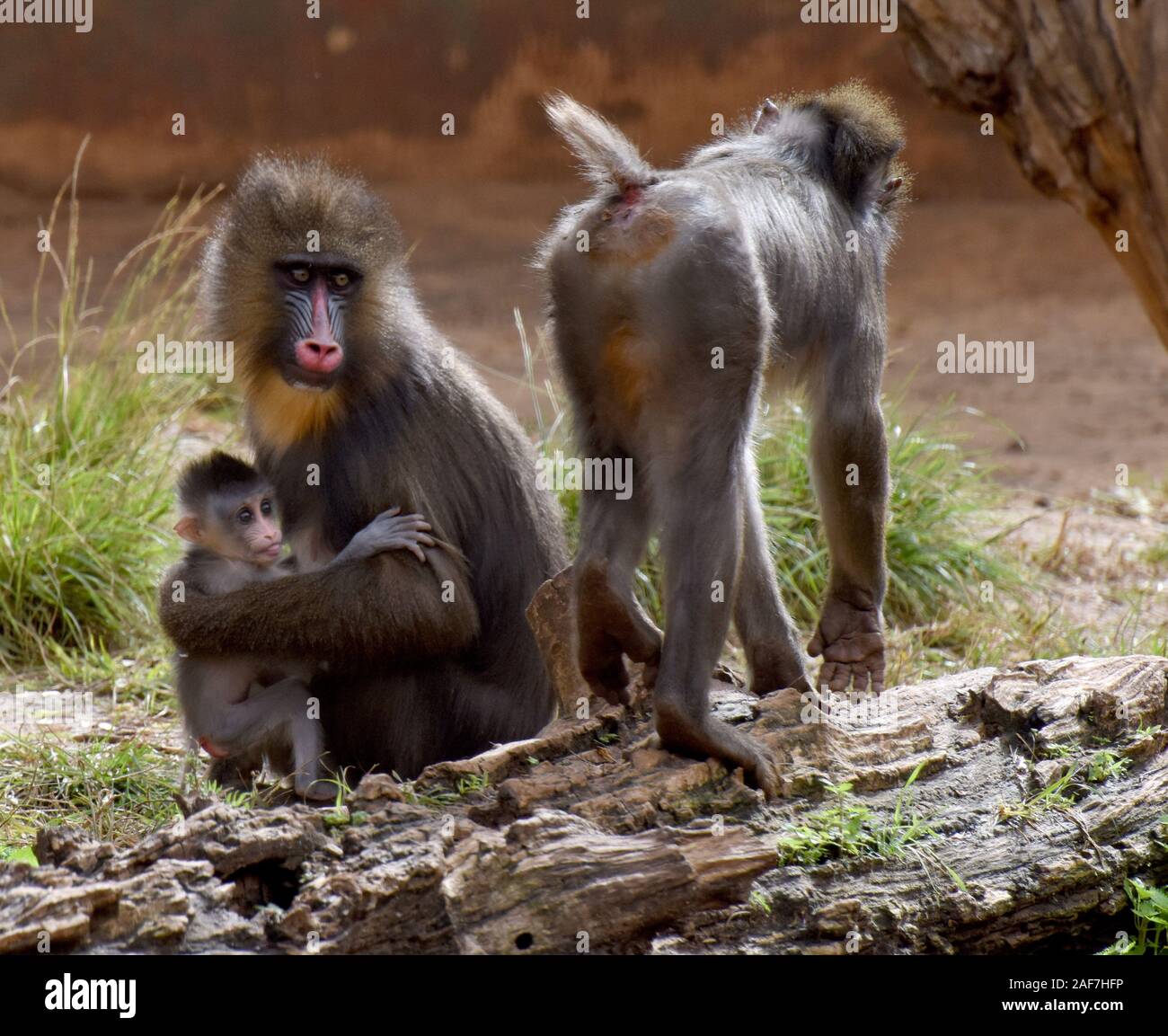 Ramat Gan, Israel. 13th Dec, 2019. A female Mandrill ( Mandrillos ...