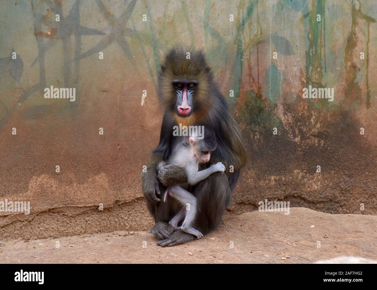 Female mandrill hi-res stock photography and images - Alamy