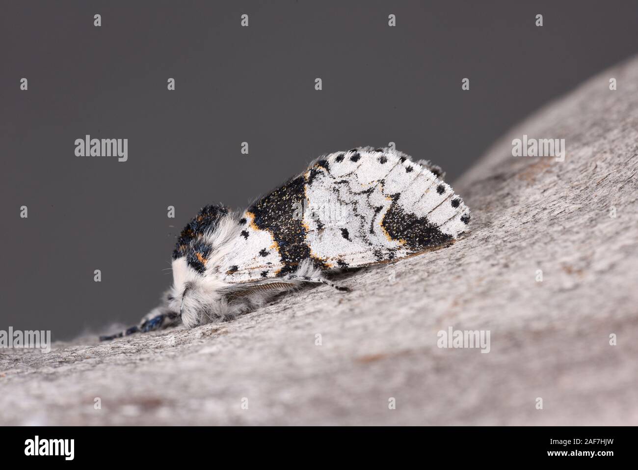 Alder Kitten Moth (Furcula bicuspis) male at rest on tree, Monmouth ...