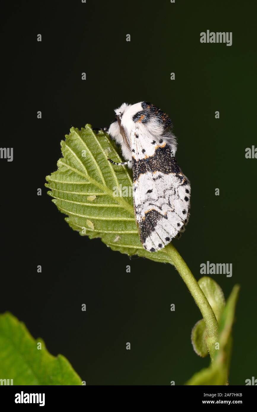 Alder Kitten Moth (Furcula bicuspis) male at rest on alder leaf ...