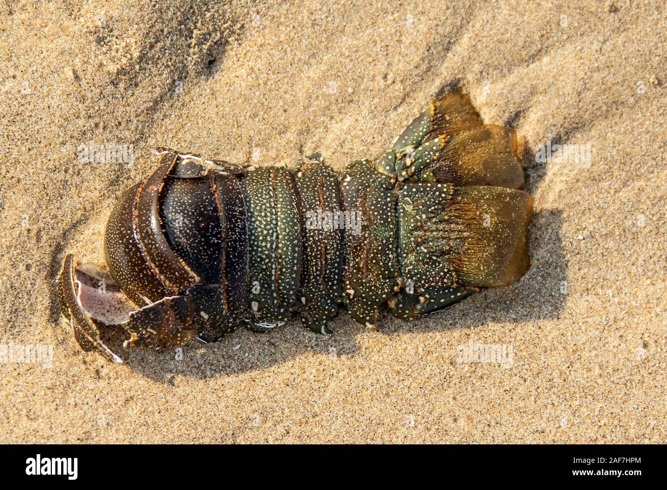 Dead cuttlefish hi-res stock photography and images - Alamy
