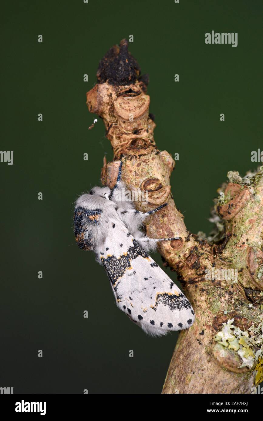 Alder Kitten Moth (Furcula bicuspis) male at rest on branch, Monmouth ...