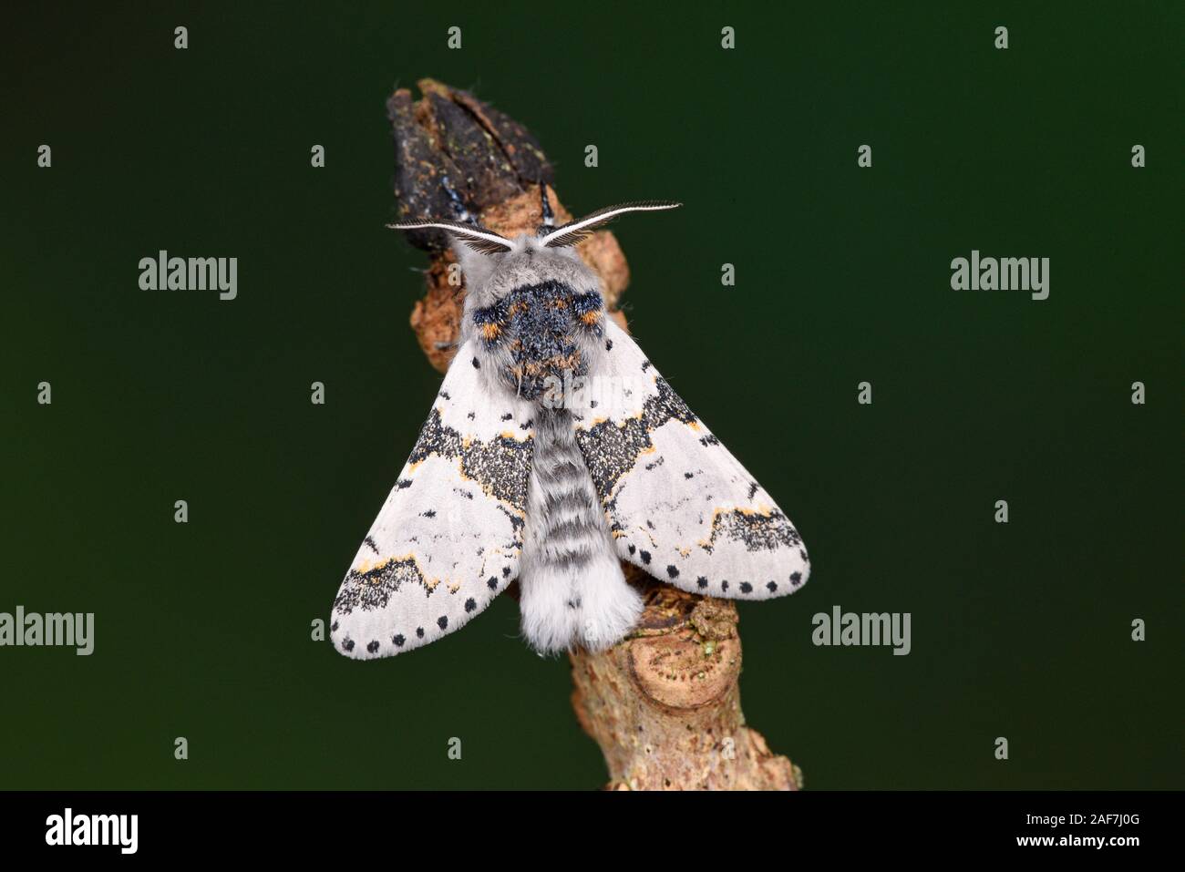 Alder Kitten Moth (Furcula bicuspis) male at rest on branch, Monmouth ...