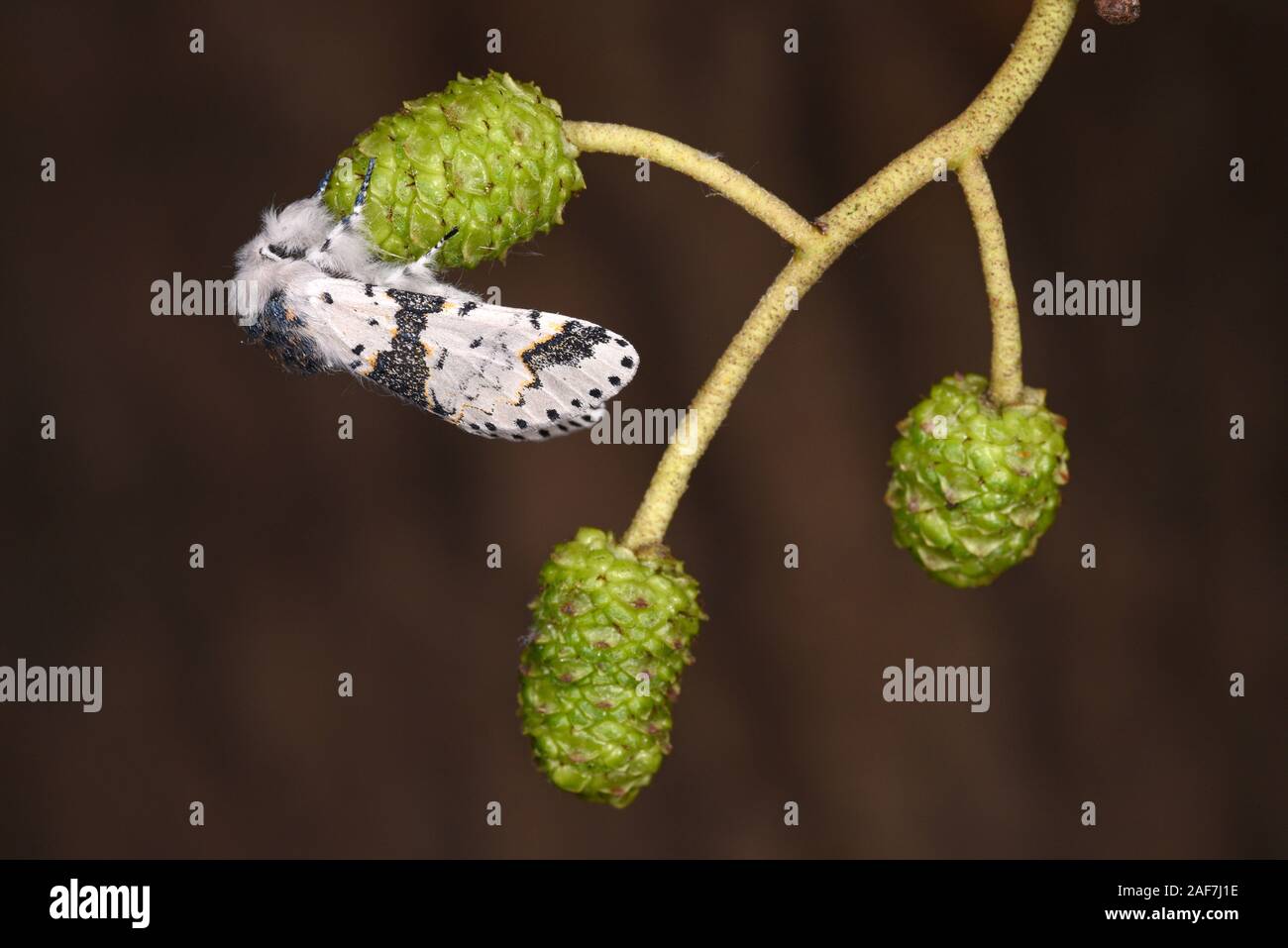 Alder Kitten Moth (Furcula bicuspis) male at rest on alder cone ...