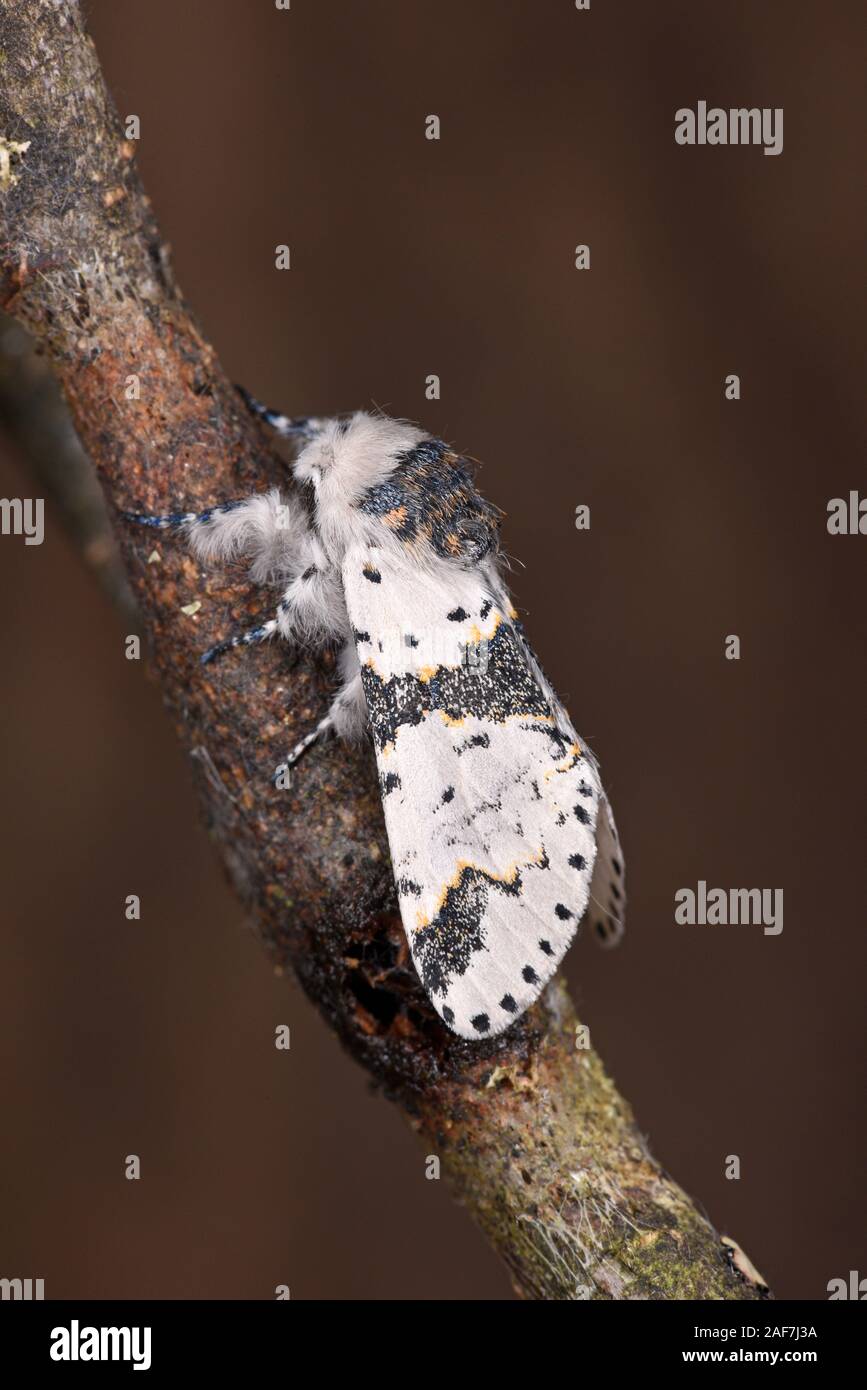 Alder Kitten Moth (Furcula bicuspis) male at rest on branch, Monmouth ...