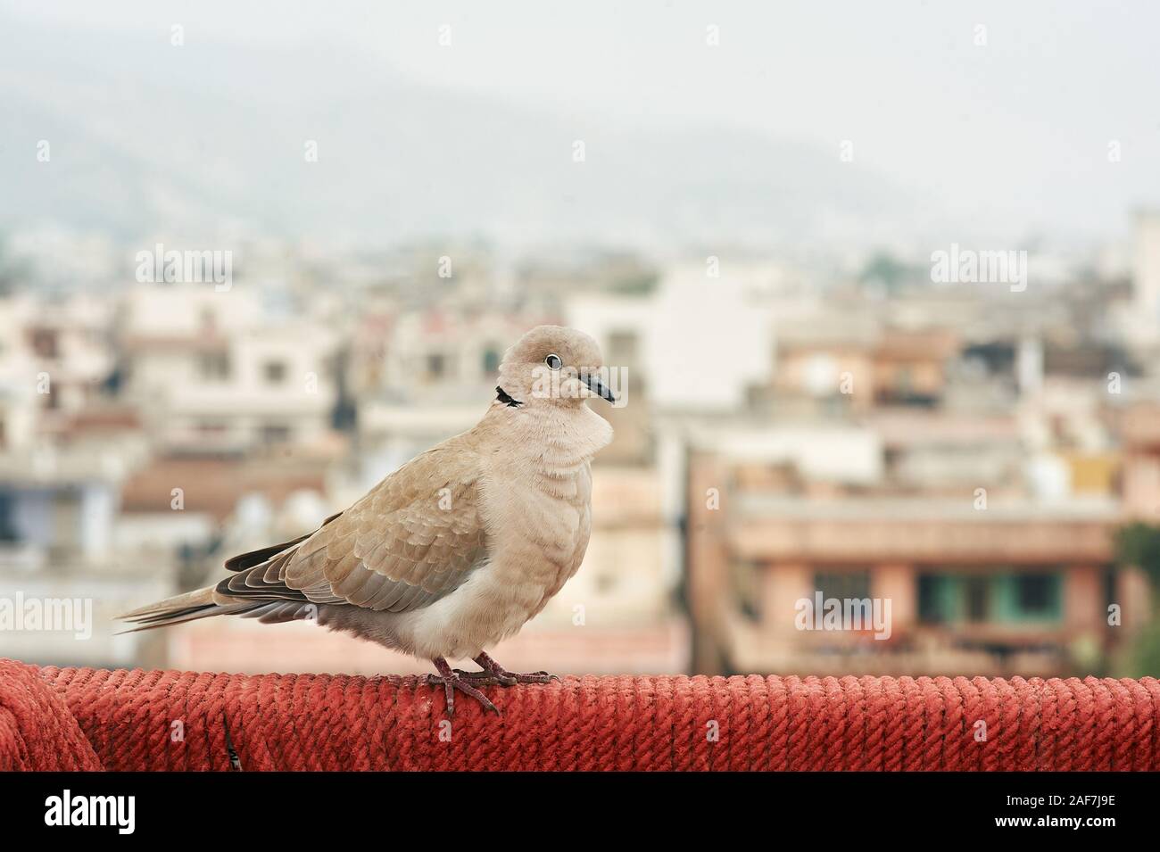 Barbary Dove or Eurasian-collared Dove sits at indian ghetto backdrop ...