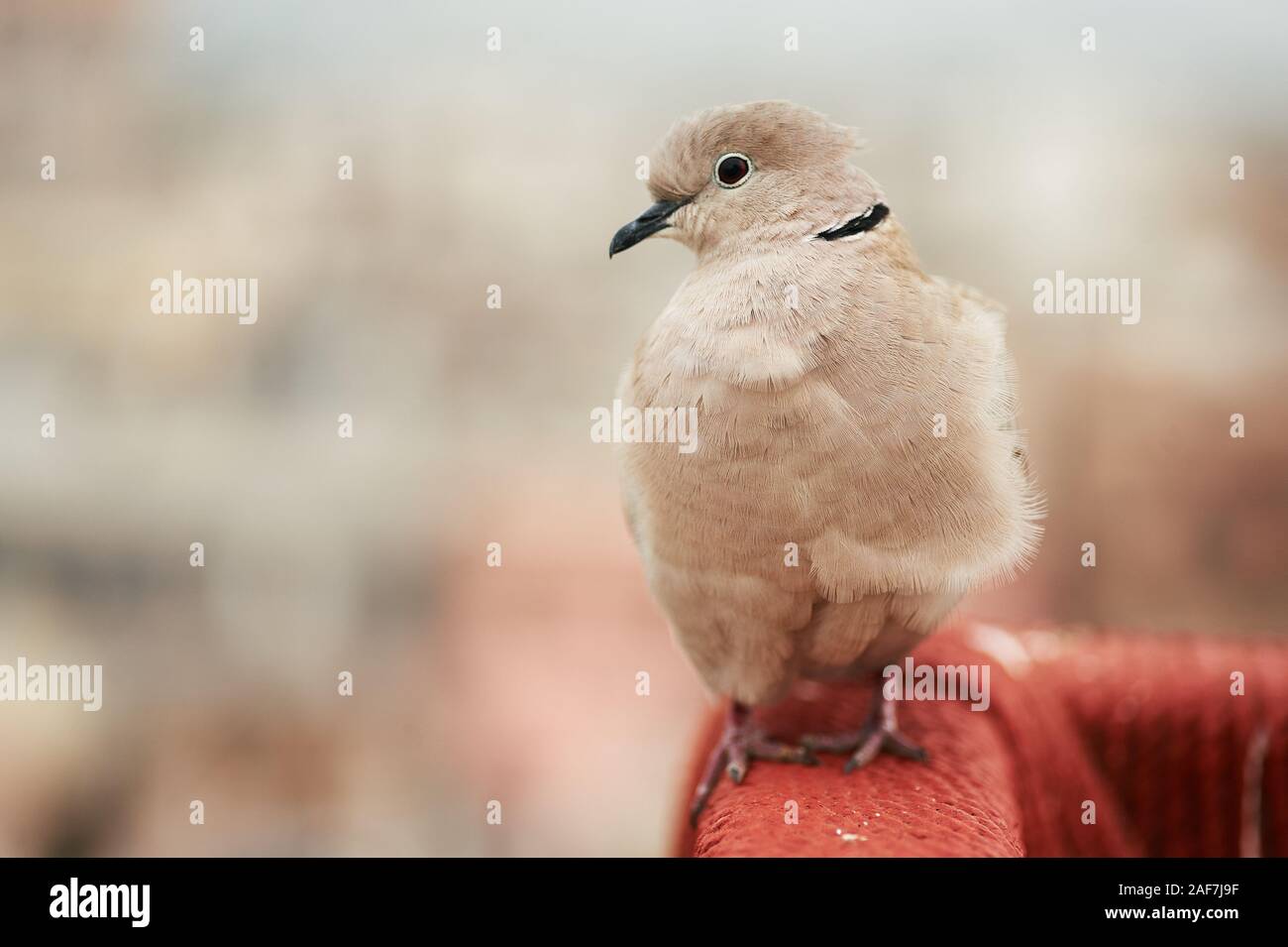 Barbary Dove or Eurasian-collared Dove sits at indian ghetto backdrop ...