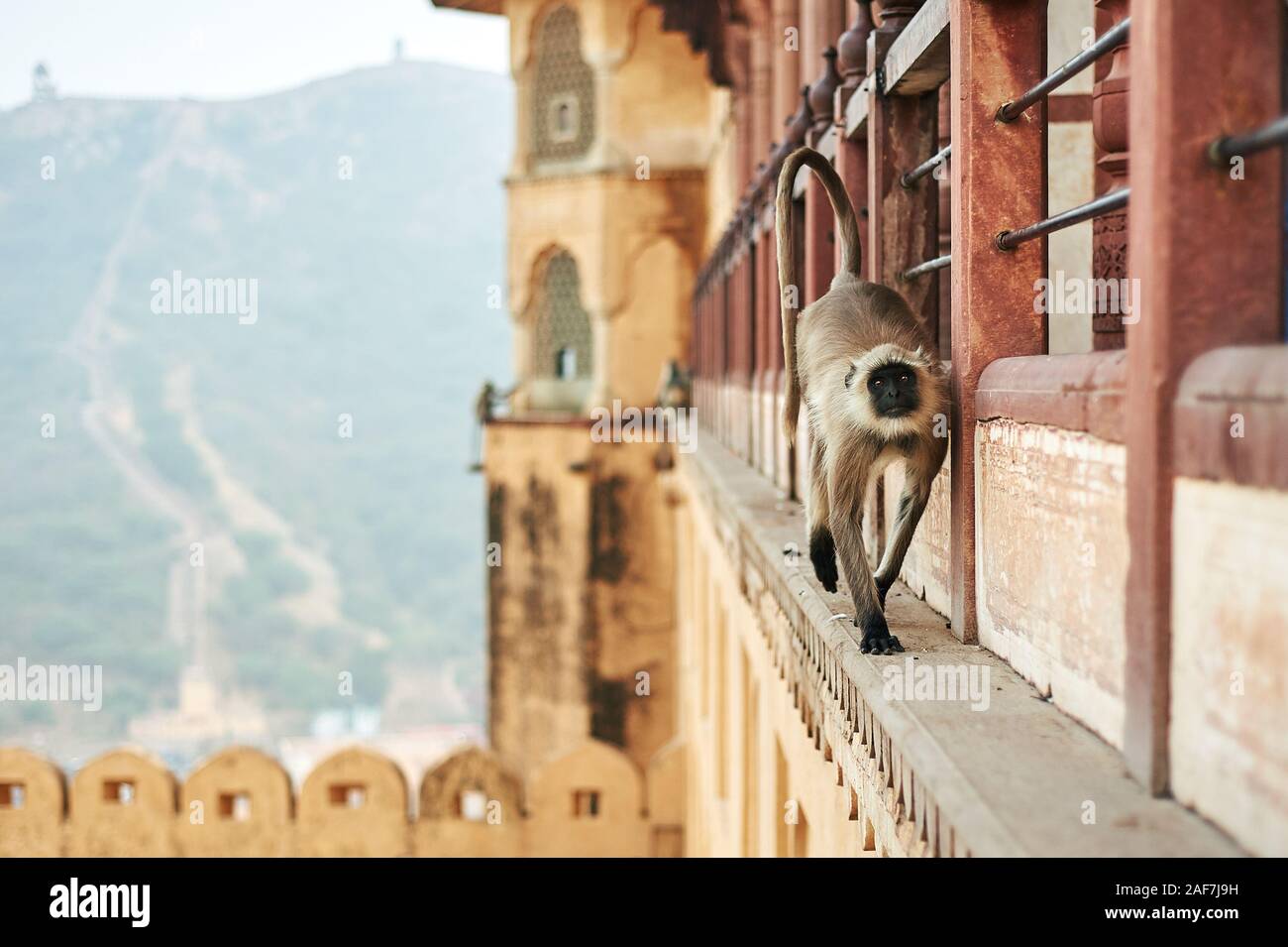 Monkey in the Amber Fort in Jaipur, India. Hanuman Langur or Gray ...