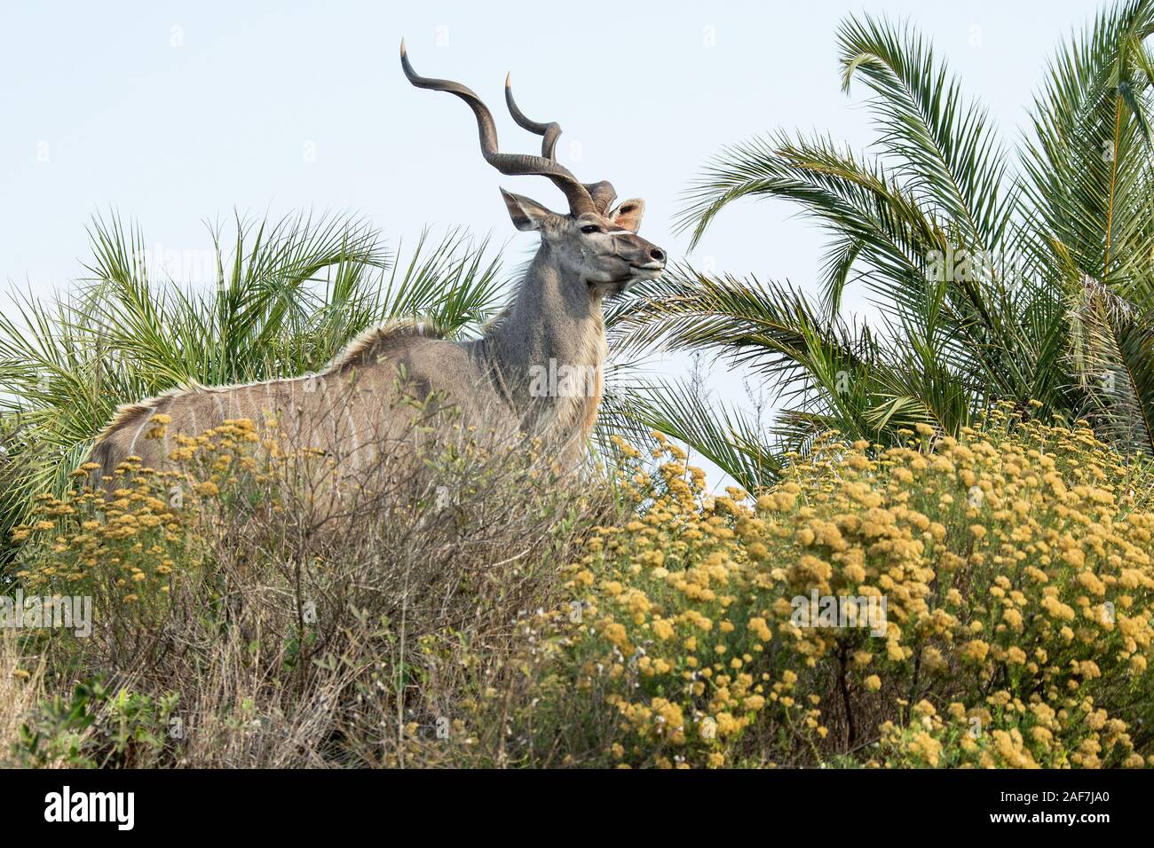 Kudu greater kudu horns hi-res stock photography and images - Alamy
