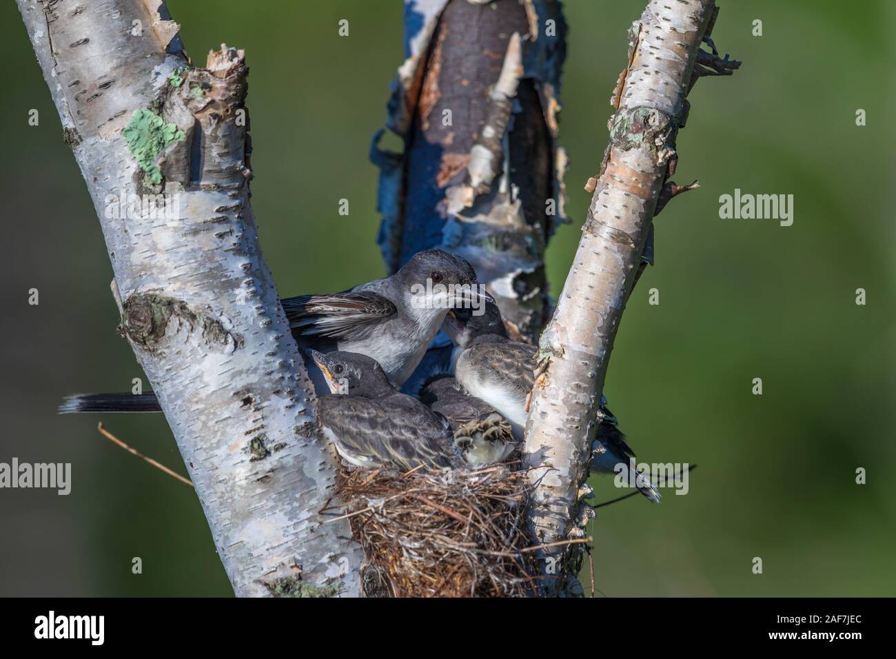 Baby Eastern Kingbirds High Resolution Stock Photography and Images - Alamy