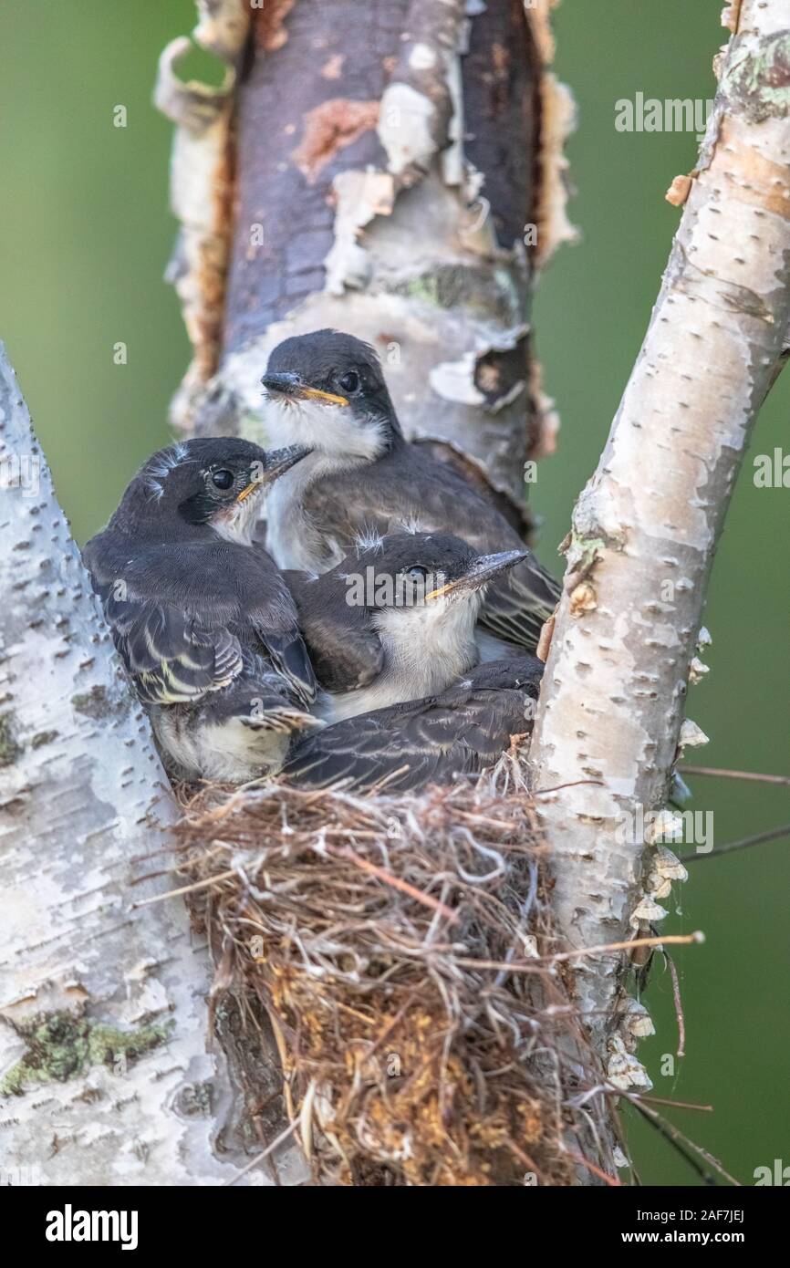 Baby kingbirds hi-res stock photography and images - Alamy